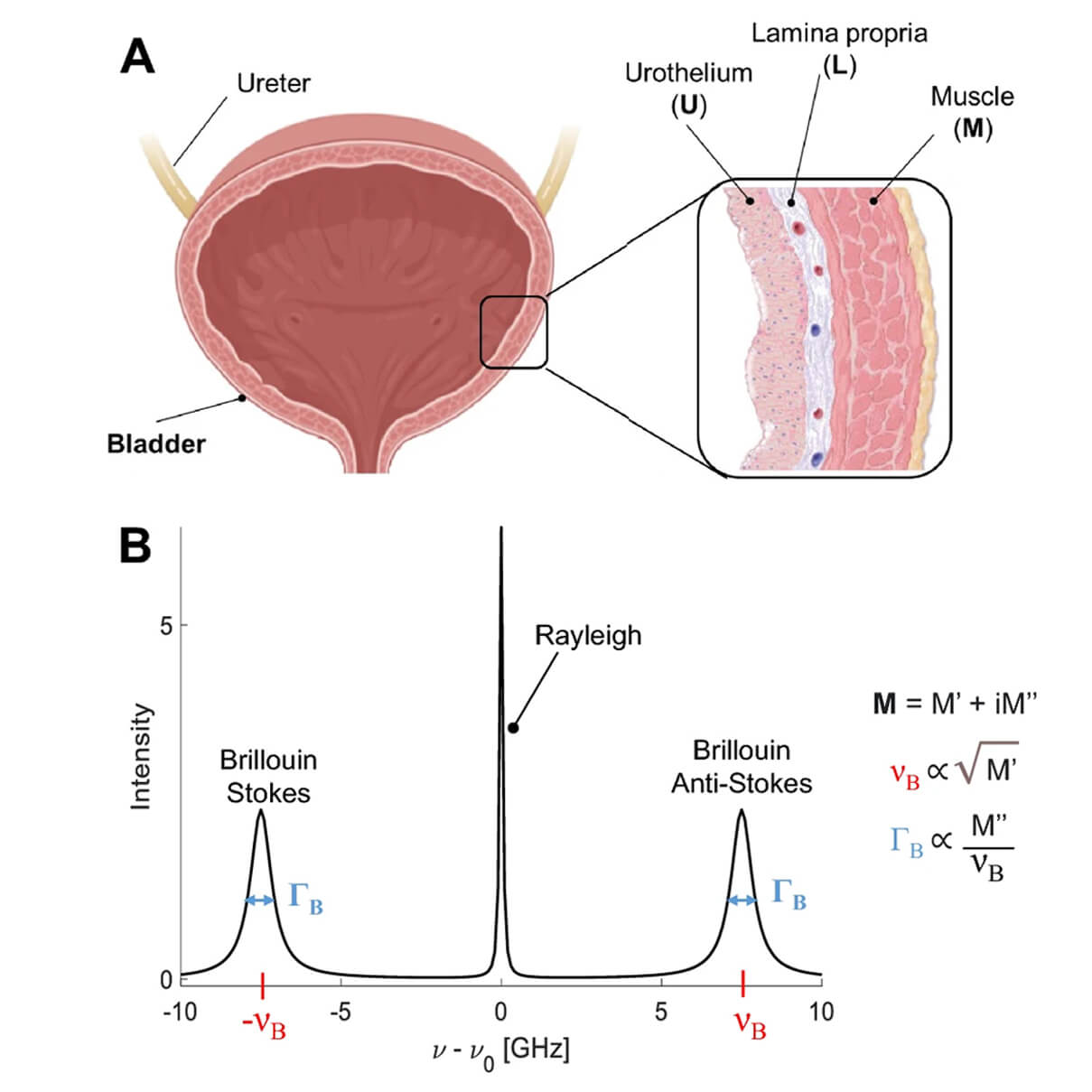 Bladder Tissue • Cellsense Technologies