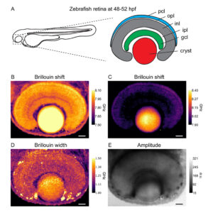 Zebrafish retina • Cellsense Technologies